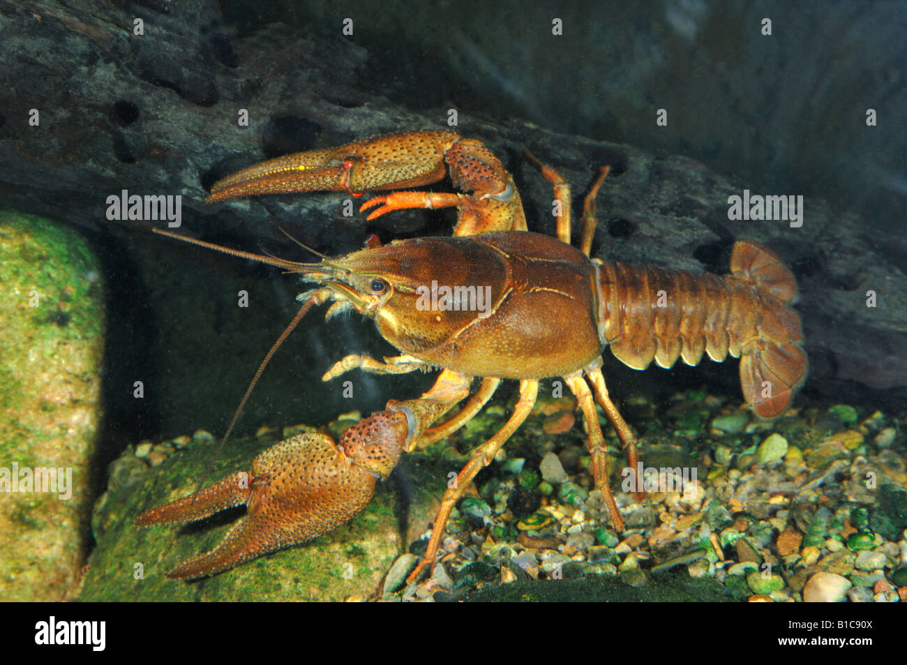Noble Crayfish (Astacus astacus), male Stock Photo - Alamy