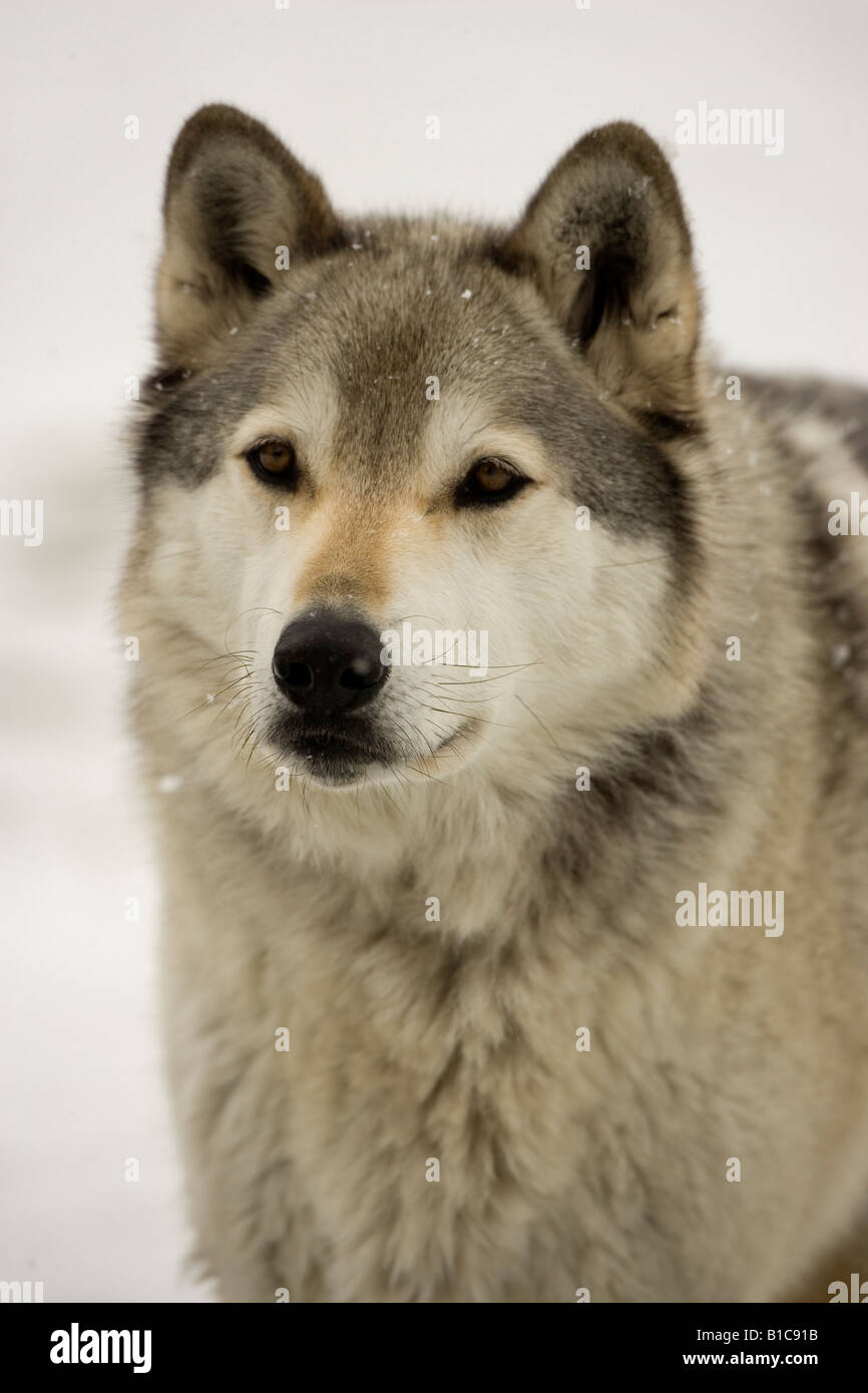 Gray Wolf/ Timber Wolf (Canis lupus)- Male - Portrait - Captive - New ...