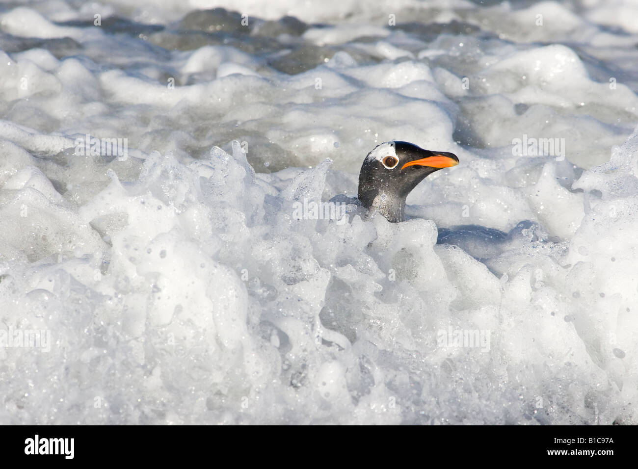 Raging bird hi-res stock photography and images - Alamy
