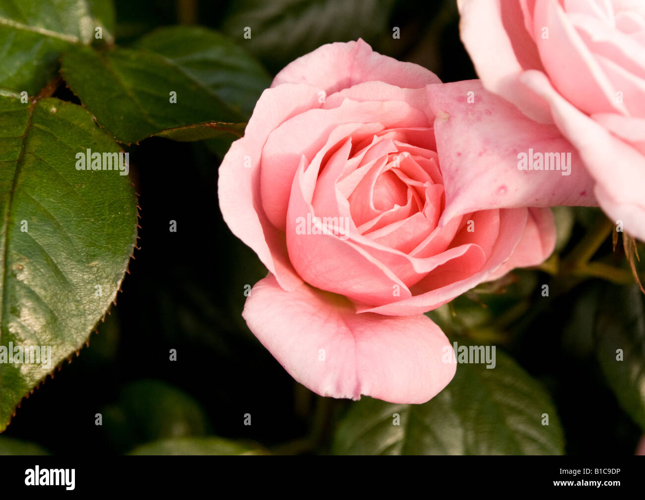 Pink climbing rose Stock Photo - Alamy
