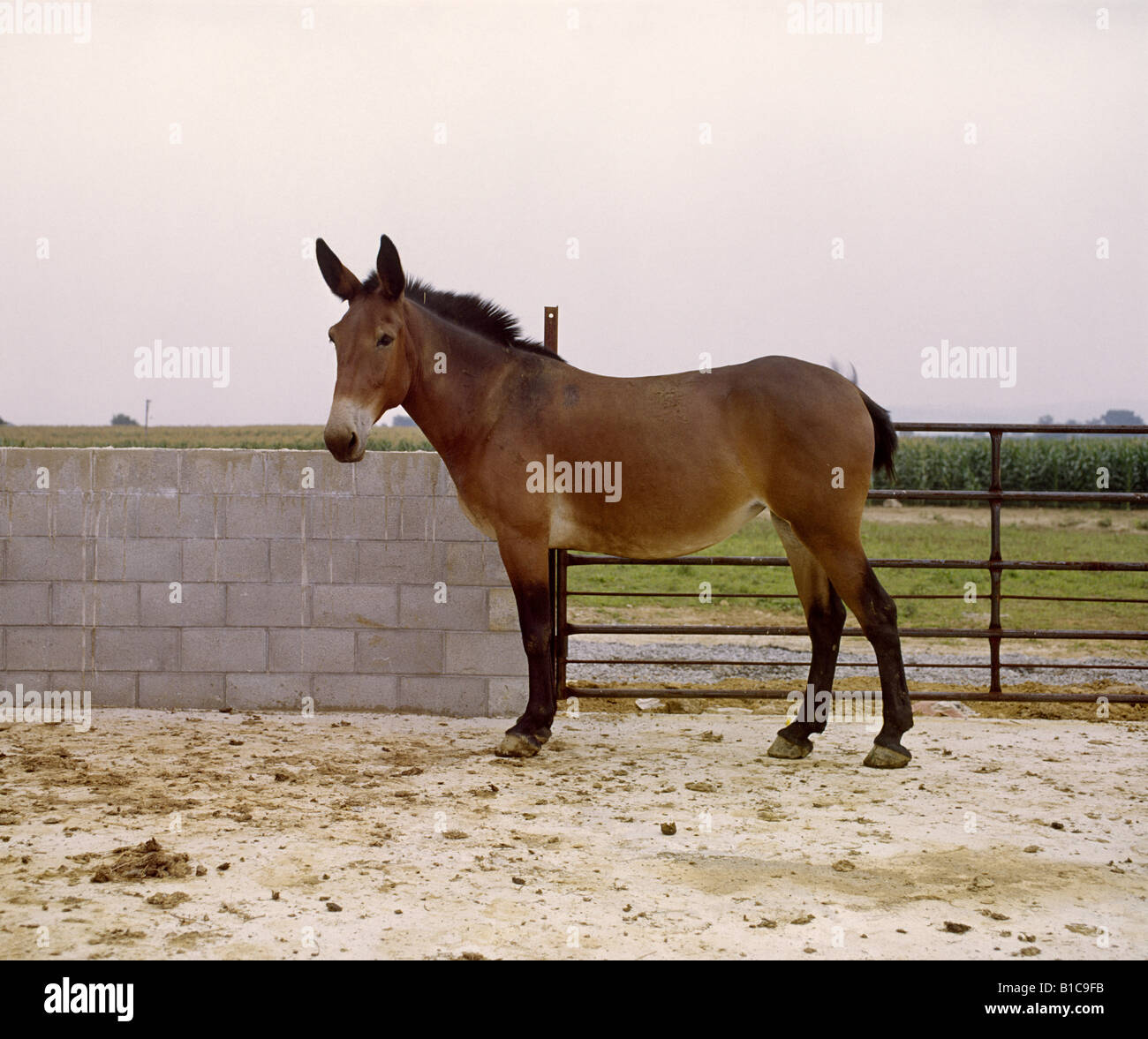 Stubborn mule hi-res stock photography and images - Alamy