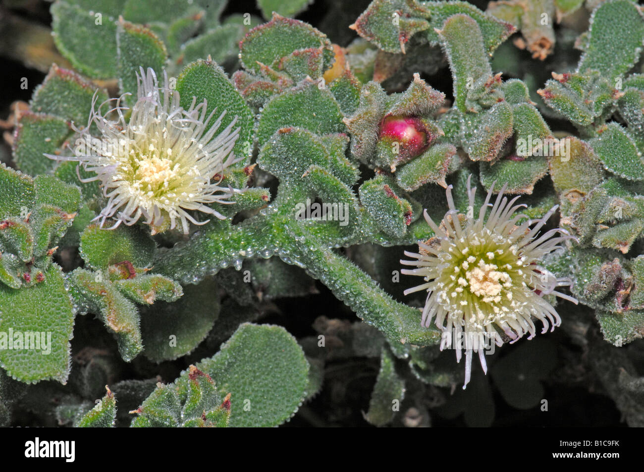Fig Marigold, Icicle Plant (Mesembryanthemum crystallinum) flowering ...