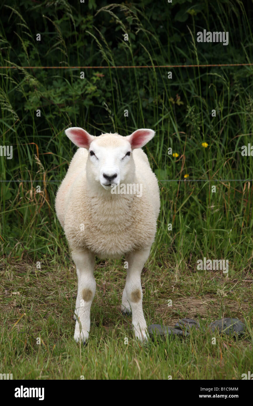 Spring lamb in a field in Steeple Bumstead on the Essex Suffolk Borders ...