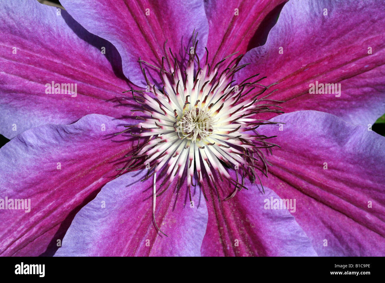 Clematis Variety Fireworks Large Blue and Purple Flowering climber ...