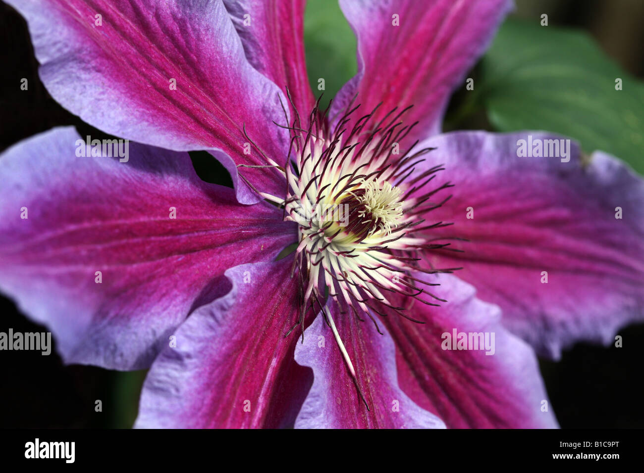 Clematis Variety Fireworks Large Blue and Purple Flowering climber ...