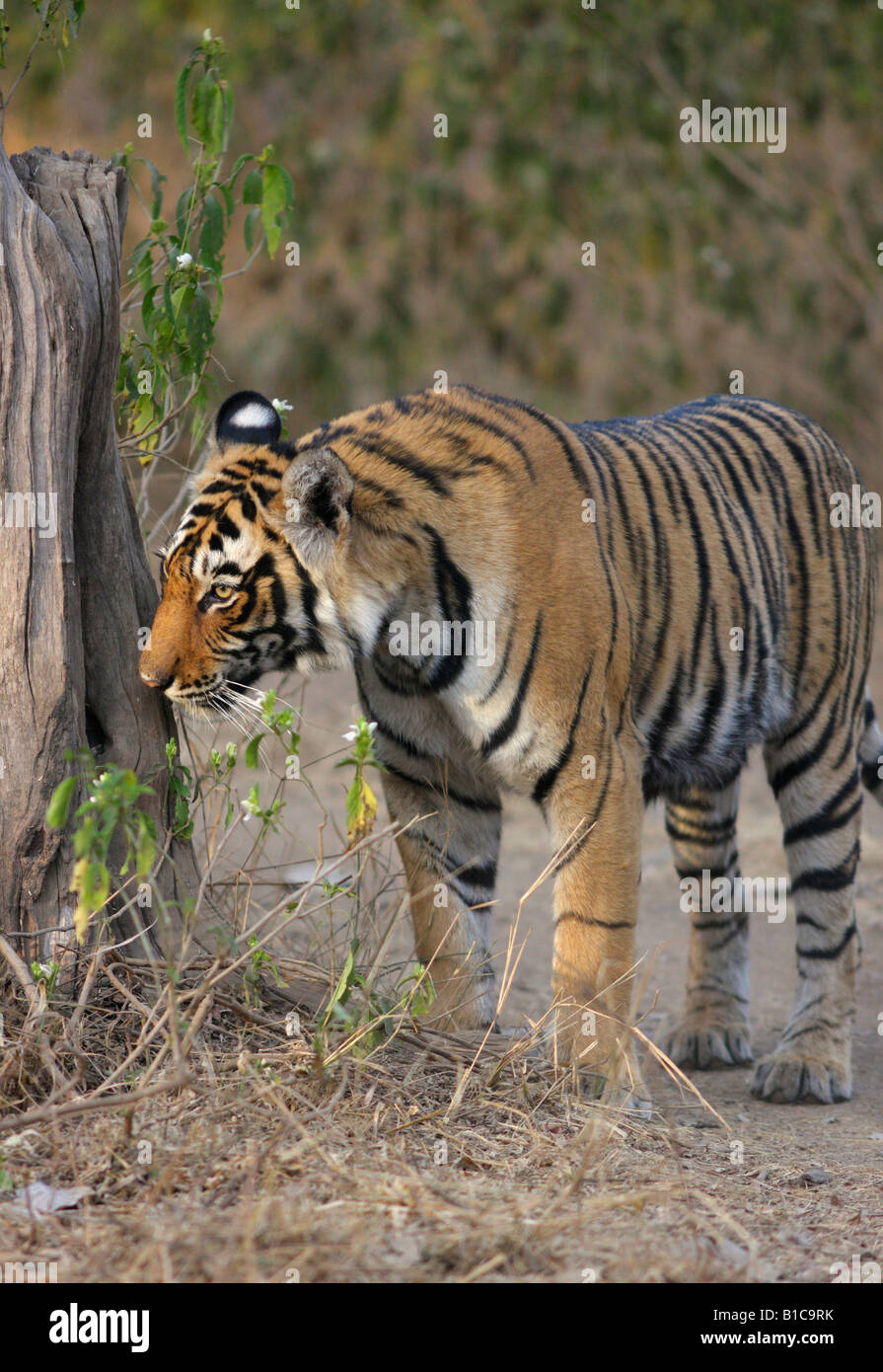 Tiger marking tree High Resolution Stock Photography and Images - Alamy