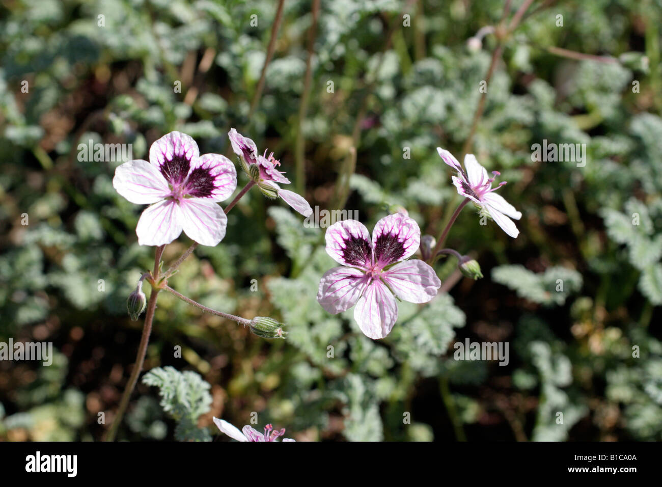 Erodium white hi-res stock photography and images - Alamy