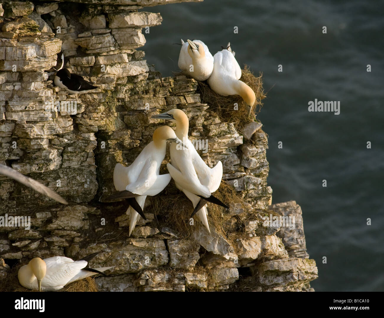 Nesting gannets at Bempton Cliffs Stock Photo - Alamy