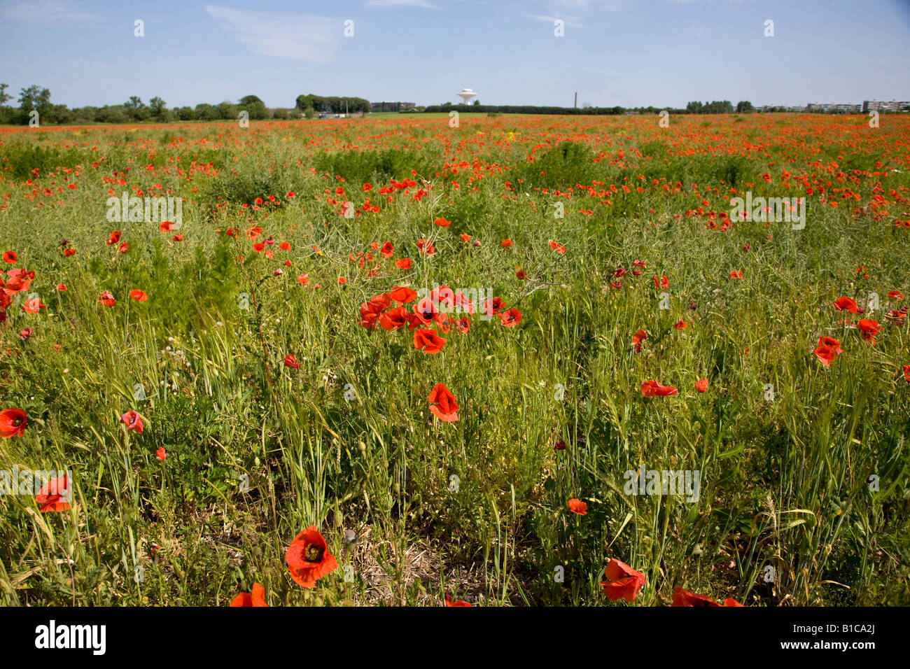 Poppy field (Malmo Stock Photo - Alamy