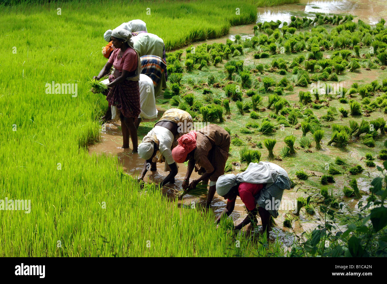 farmers cultivate paddy nursery Stock Photo - Alamy