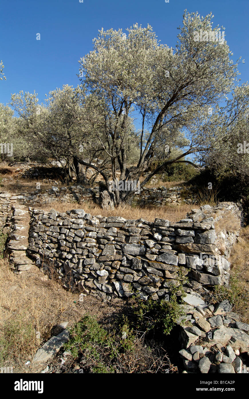 Stone walls and olive tree in the southwest of the island of Samos in ...