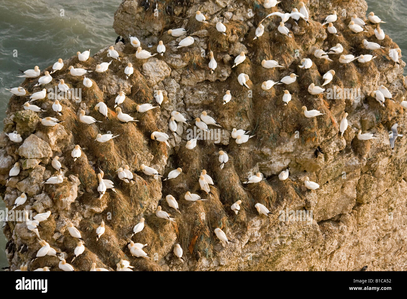 Part of a gannet colony at Bempton Cliffs Stock Photo - Alamy