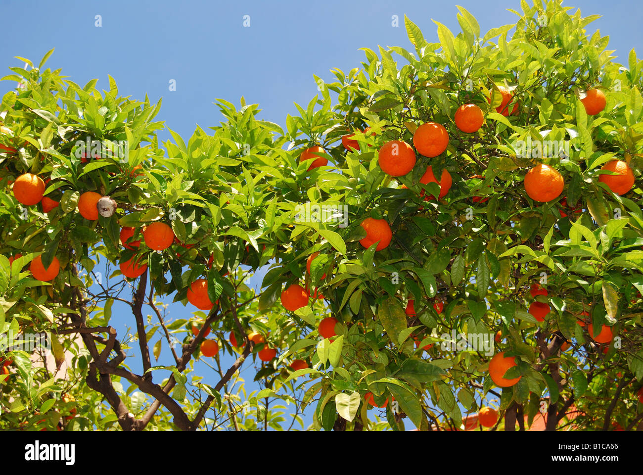Orange tree in town centre, Taormina, Messina Province, Sicily, Italy ...