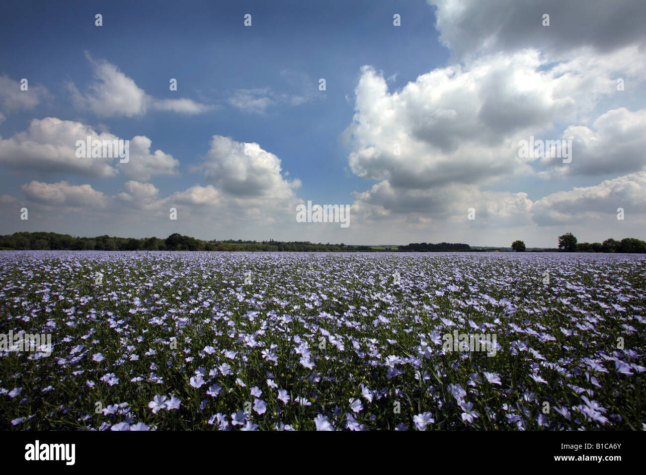 Linseed Oil crop being grown at Ridgewell in north Essex Stock Photo ...