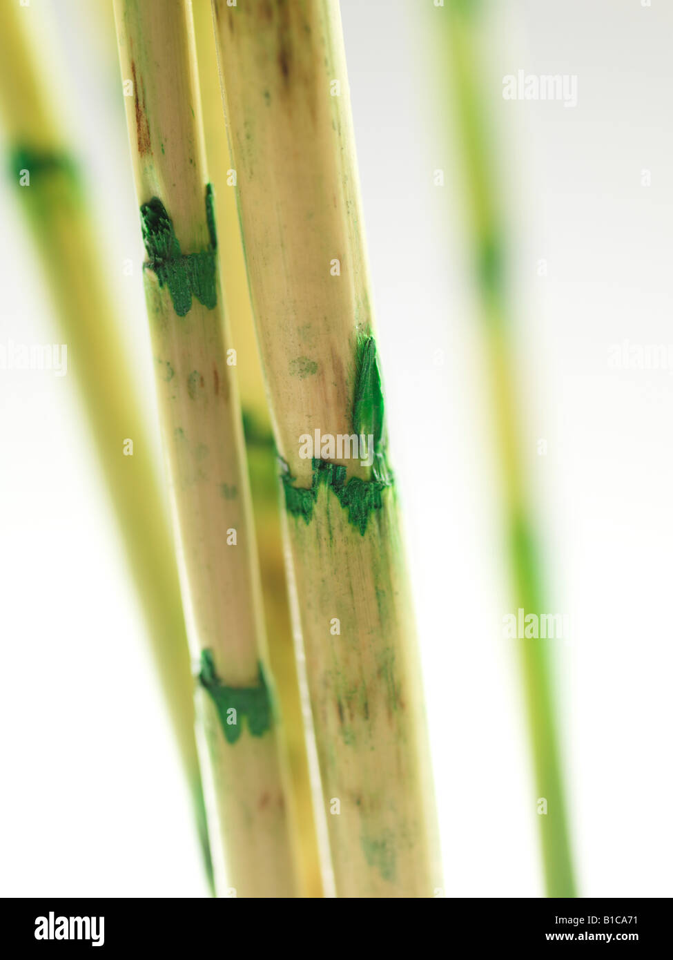 bamboo light green decoloured dry evergreen stick Stock Photo - Alamy