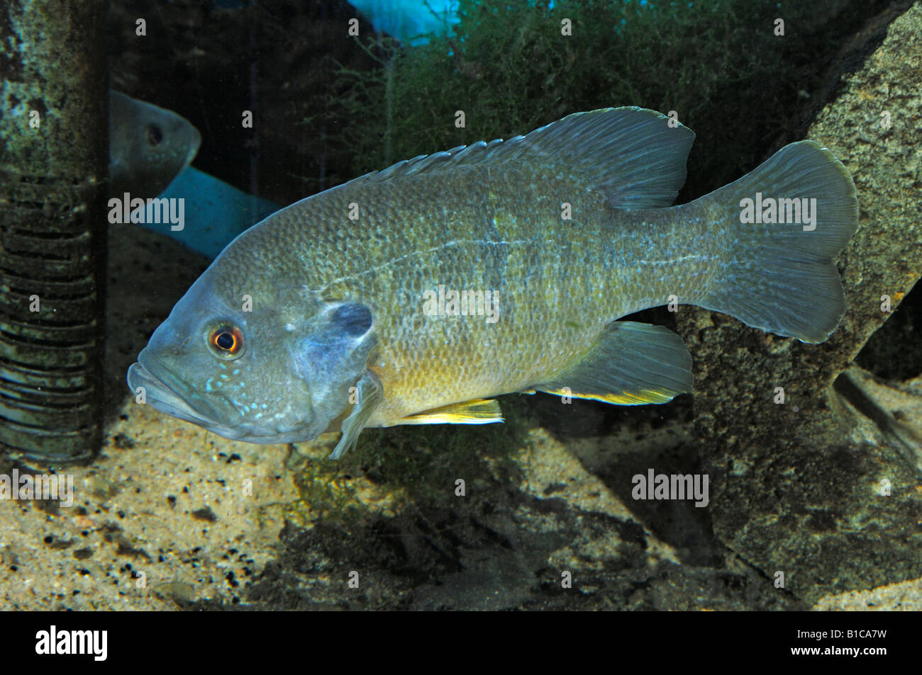Green sunfish hi-res stock photography and images - Alamy