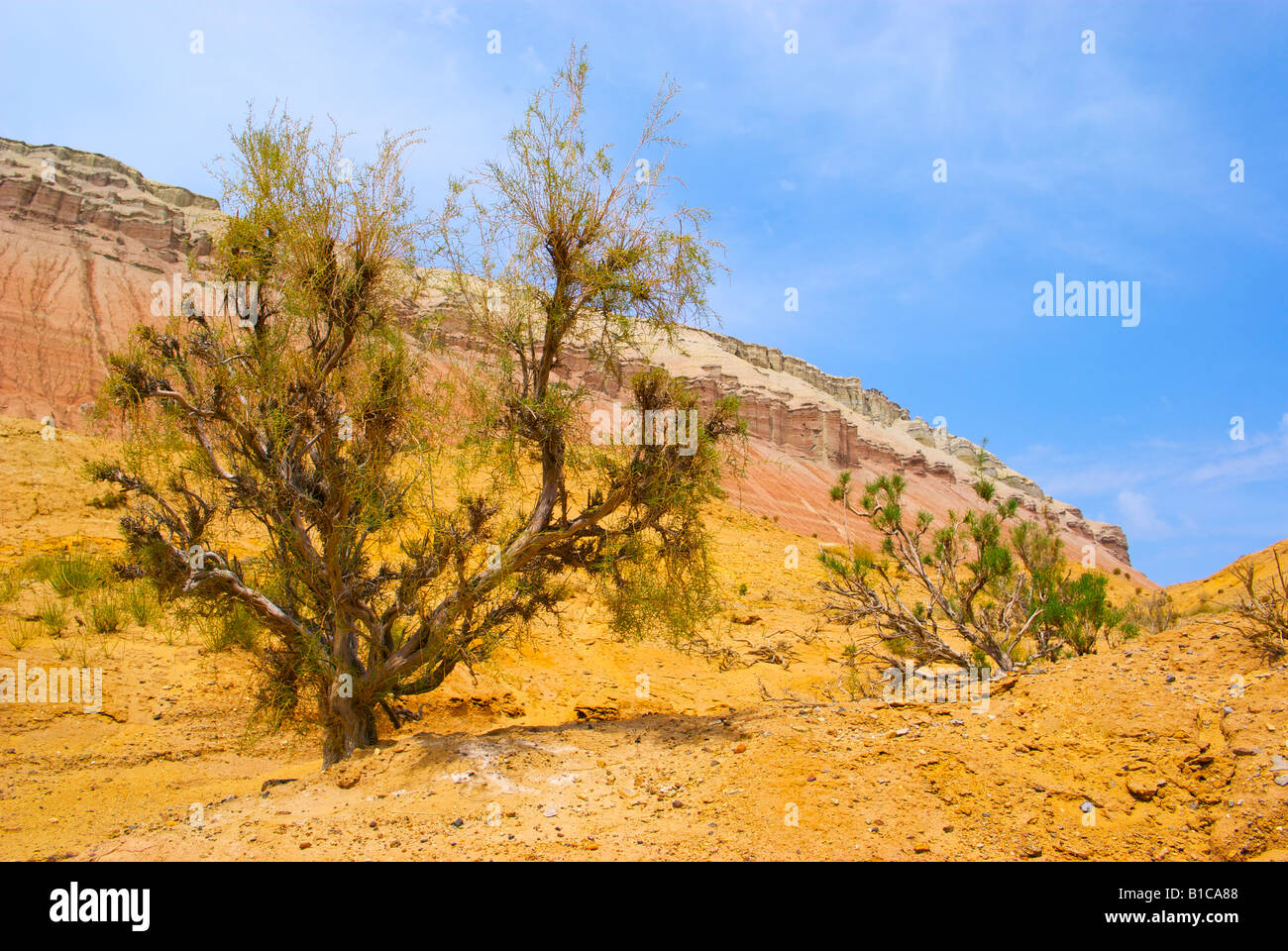 Saksaul hi-res stock photography and images - Alamy