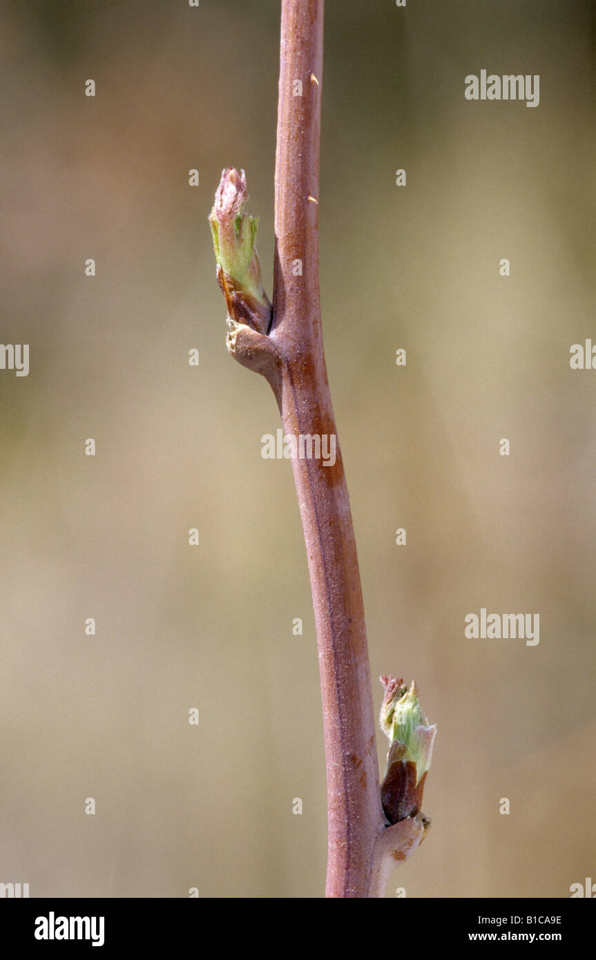 Early buds, Red Raspberries Stock Photo - Alamy