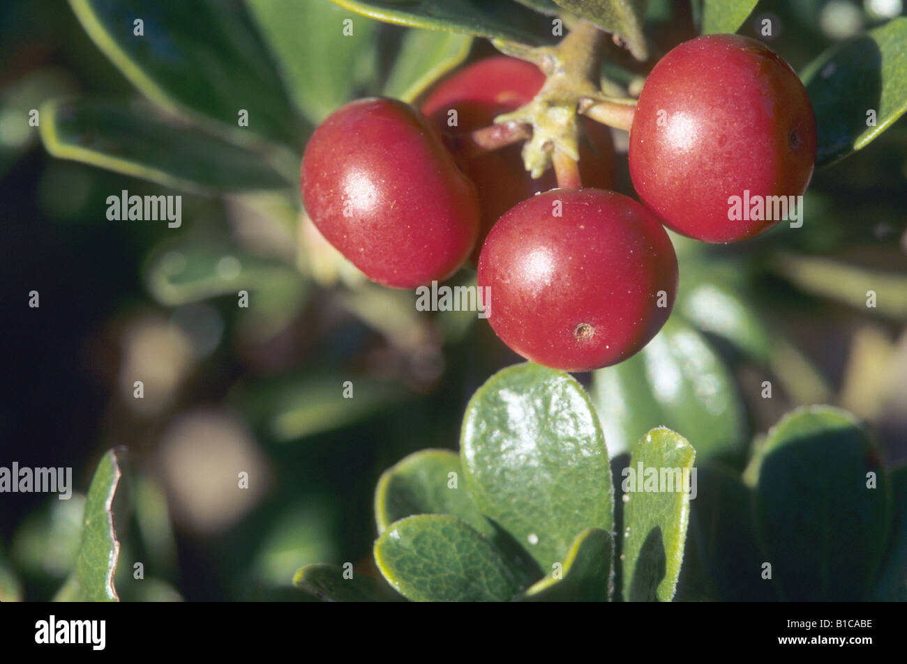 Uva ursi leaves hi-res stock photography and images - Alamy