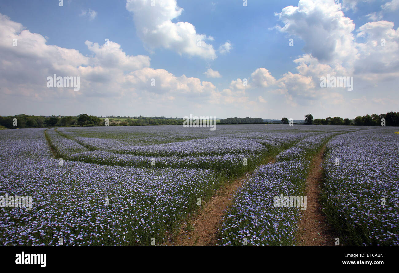 Linseed Oil crop being grown at Ridgewell in north Essex Stock Photo ...