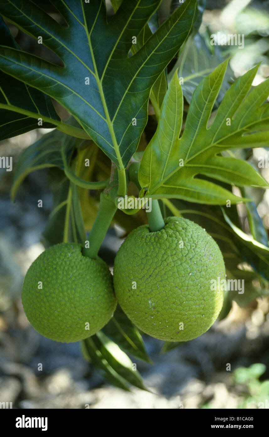 Breadfruit hawaii hi-res stock photography and images - Alamy