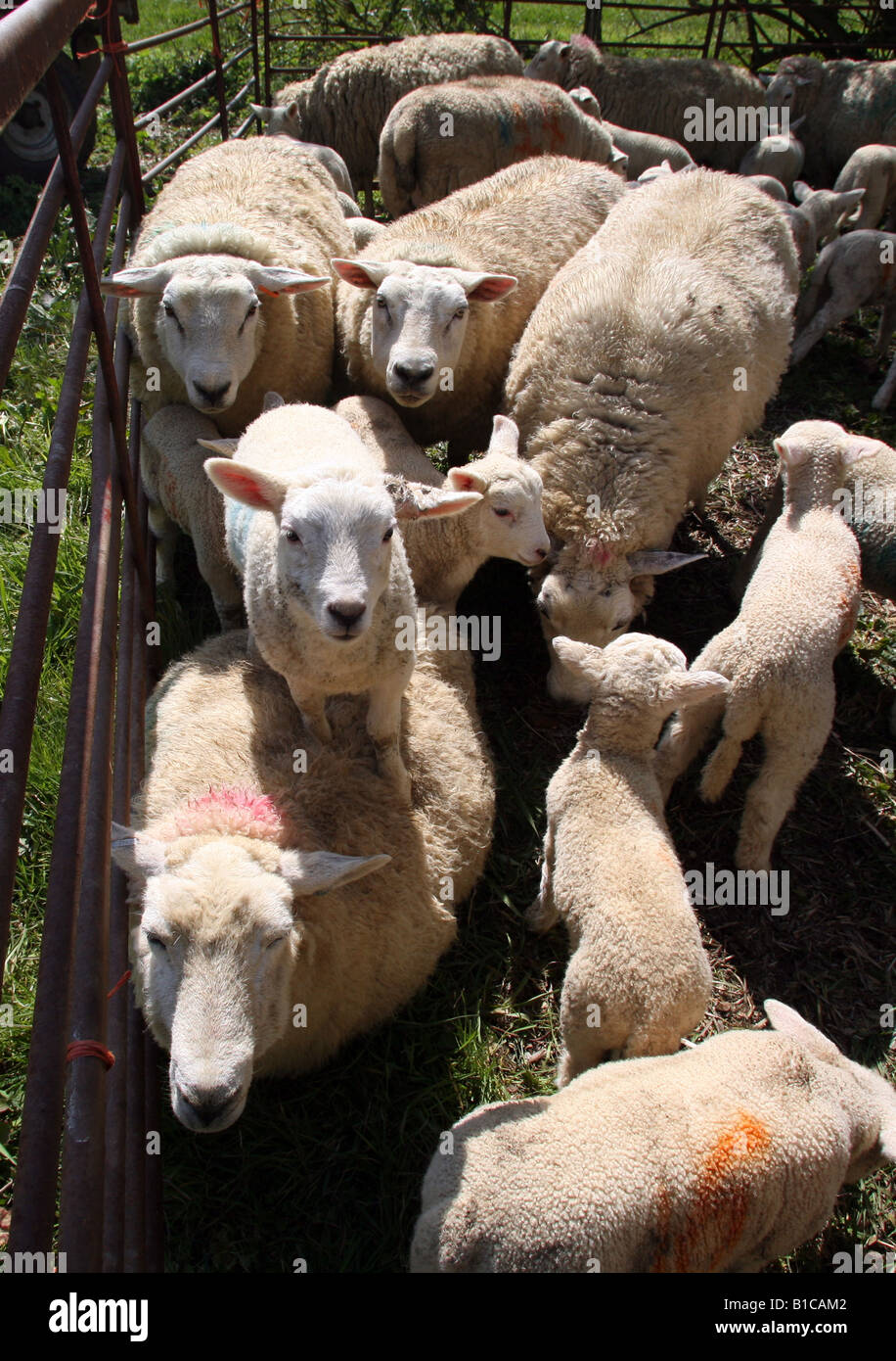 Sheep in pen uk hi-res stock photography and images - Alamy