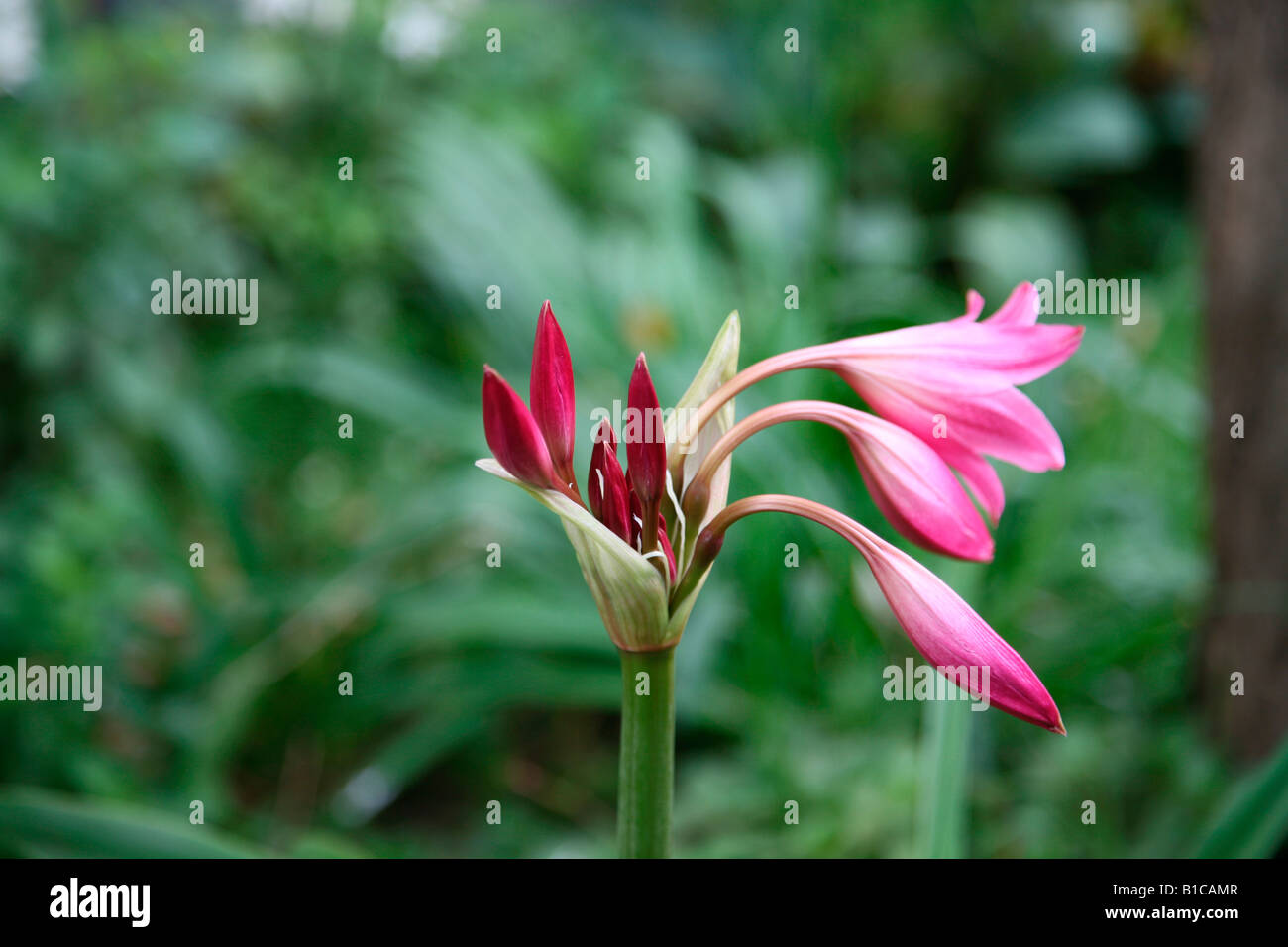 Lilly flower plant india hi-res stock photography and images - Alamy