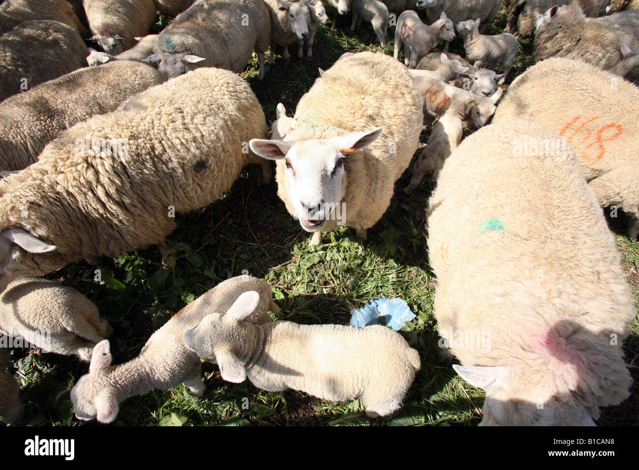Sheep lambs in pen waiting hi-res stock photography and images - Alamy