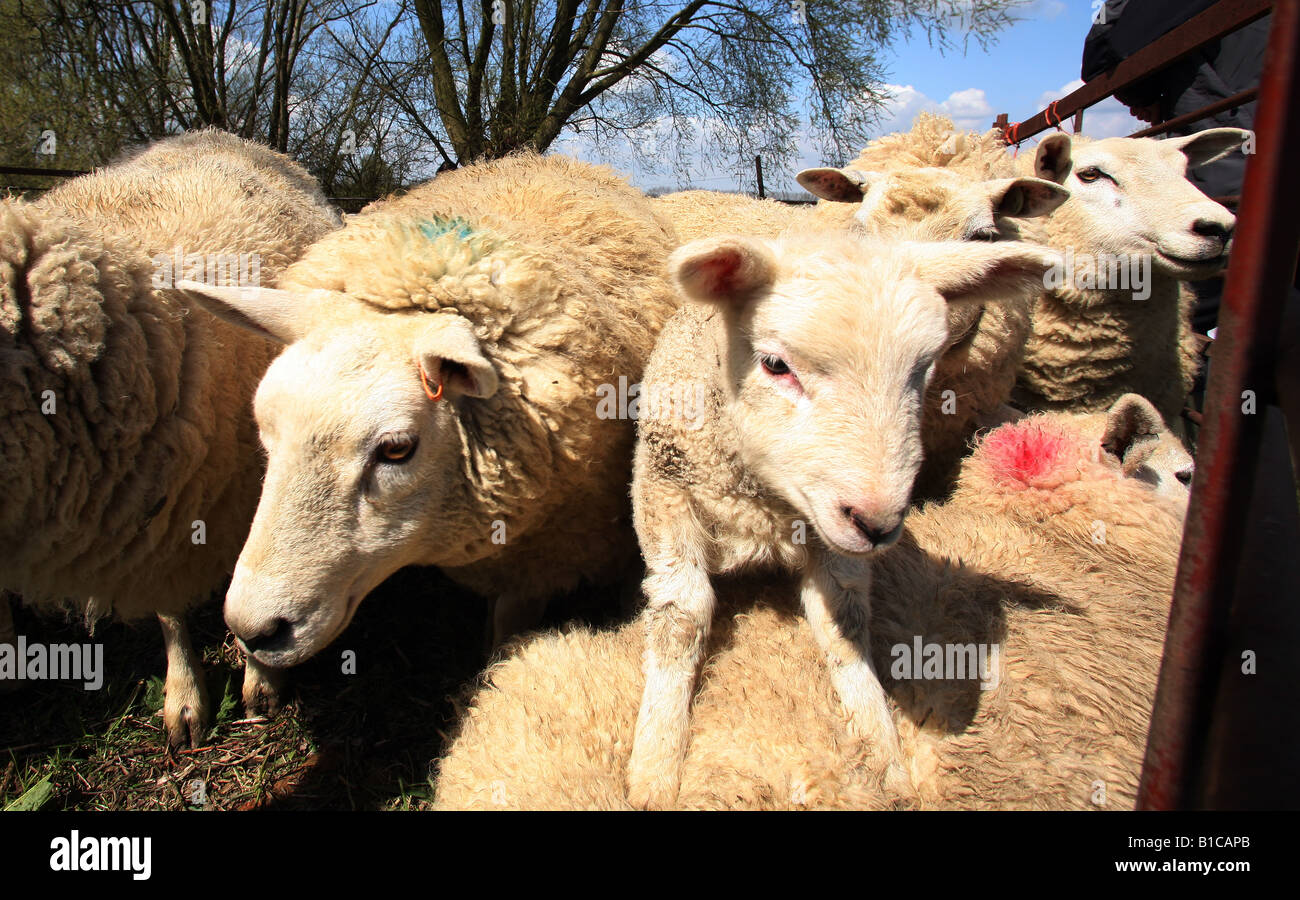 Sheep lambs in pen waiting hi-res stock photography and images - Alamy