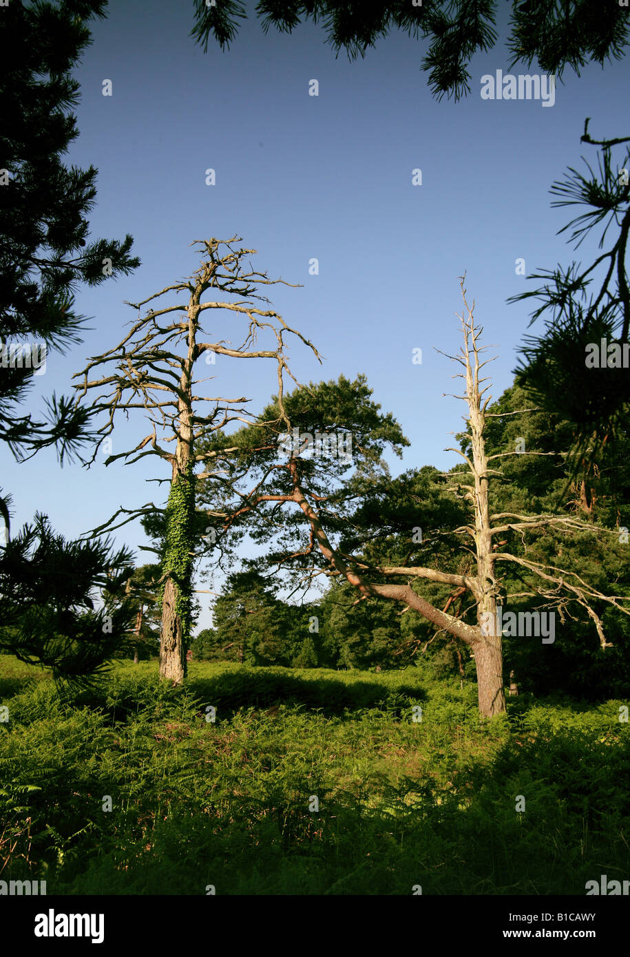 Dying trees hi-res stock photography and images - Alamy