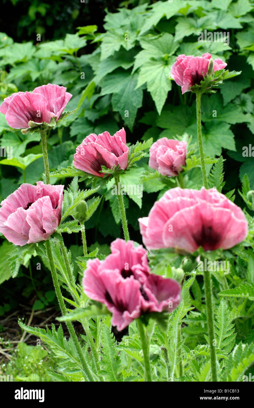 PAPAVER ORIENTALE MANHATTAN Stock Photo - Alamy