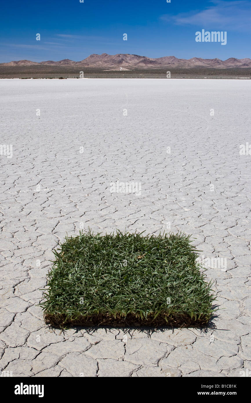 Green patch grass in desert hi-res stock photography and images - Alamy