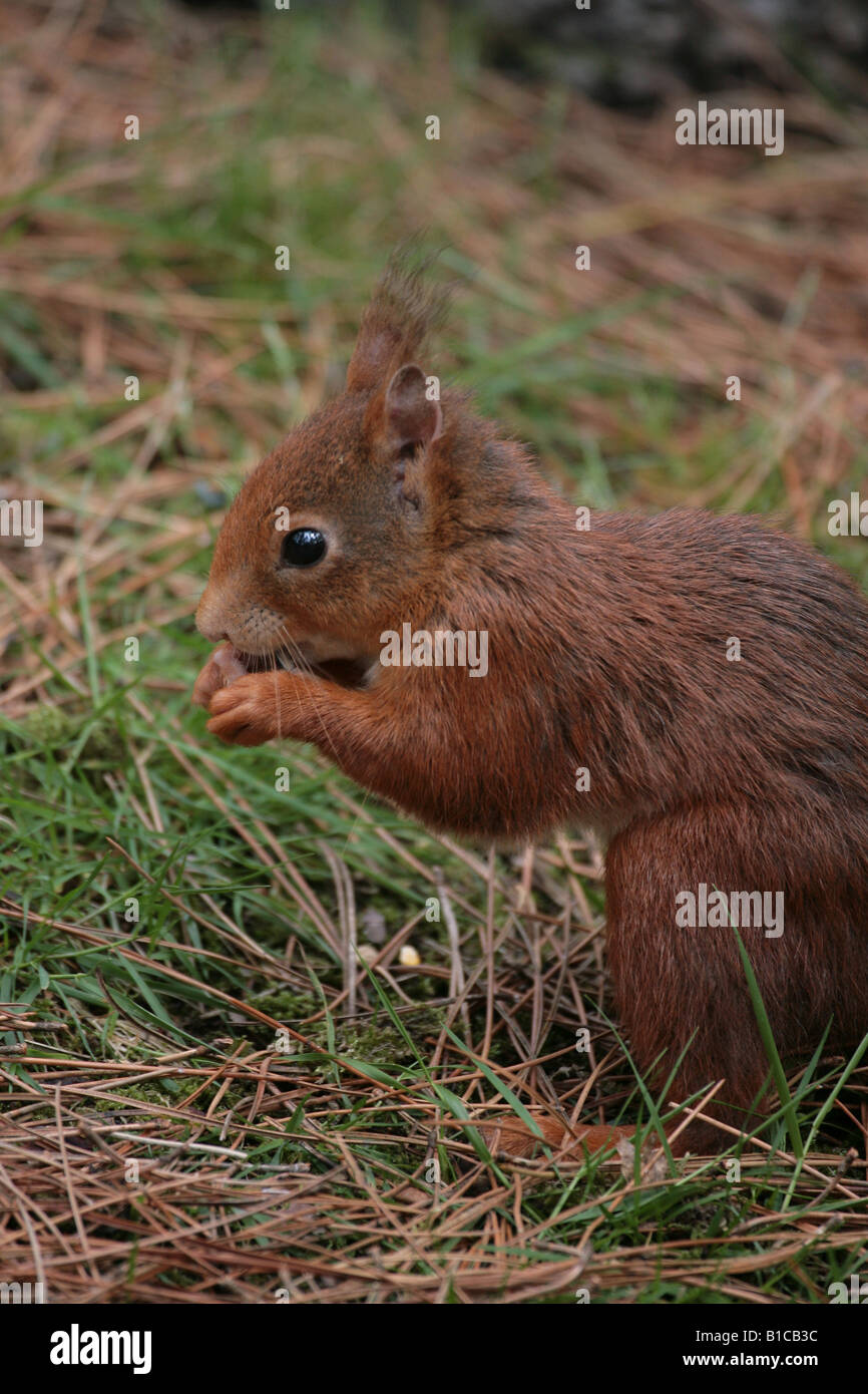 Red squirrel feeding on a nut Stock Photo - Alamy