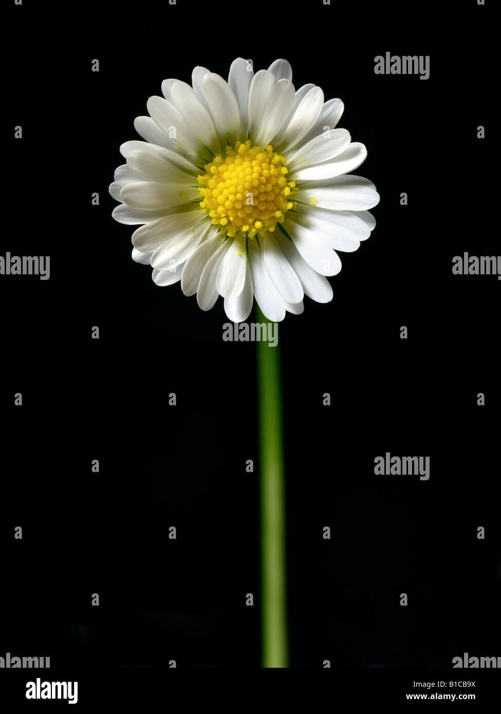 Daisy flower hi-res stock photography and images - Alamy
