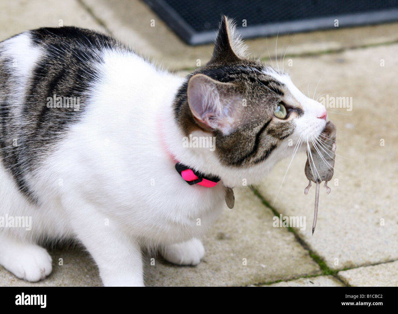 A Cat playing with a Mouse Stock Photo - Alamy