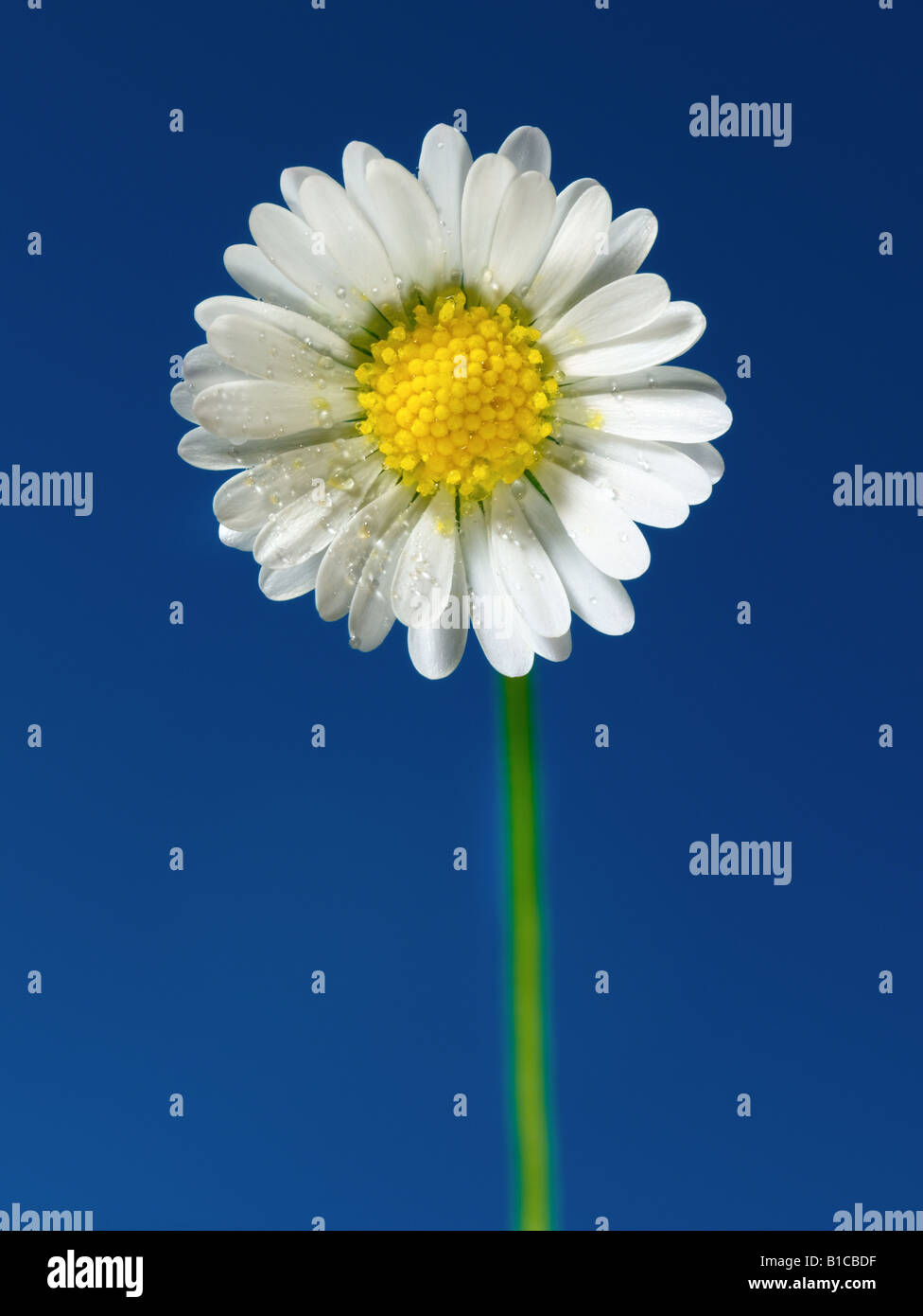 English daisy flower hi-res stock photography and images - Alamy