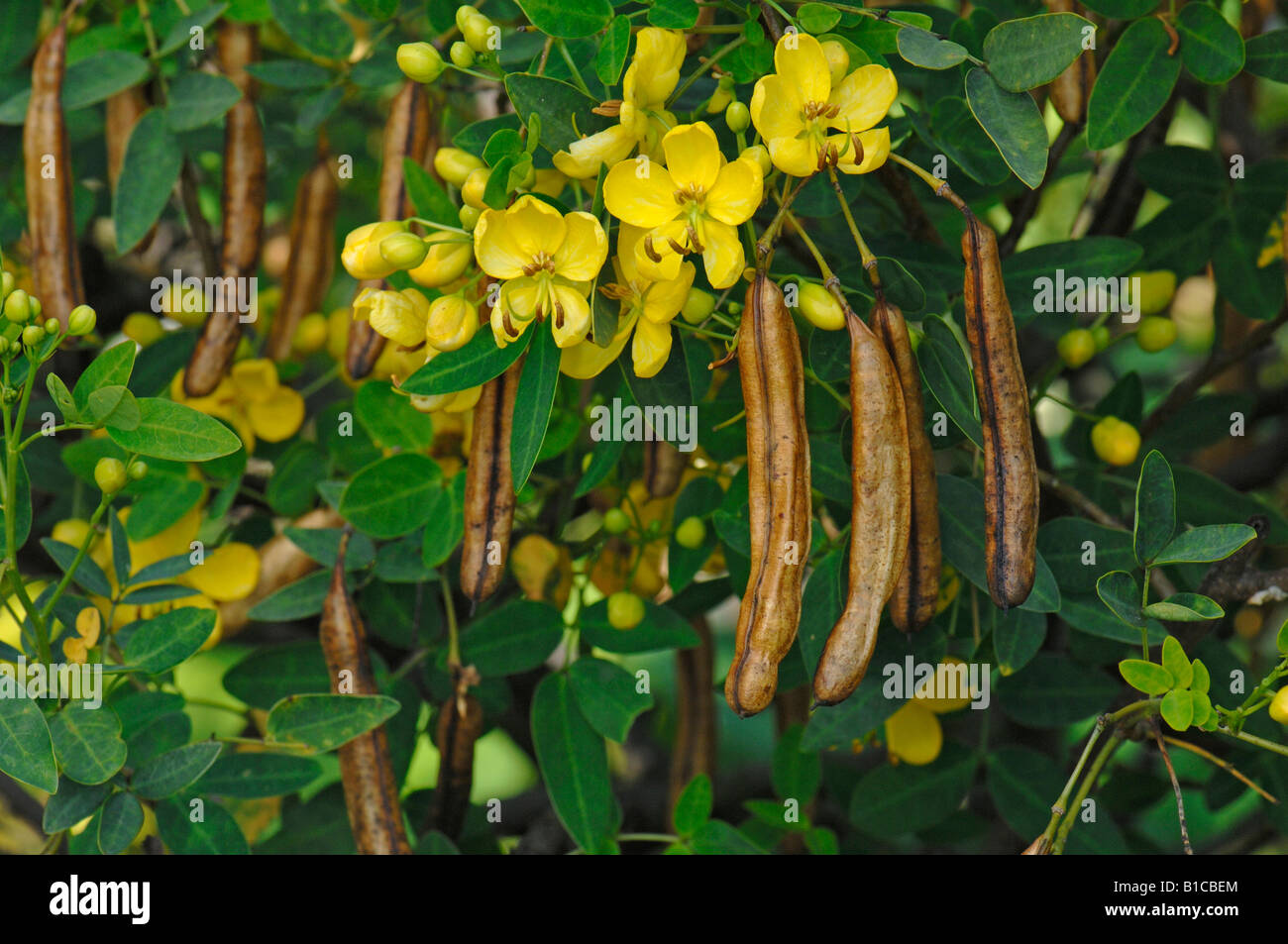 Buttercup Bush, Downy Senna (Senna multiglandulosa, Cassia tomentosa ...