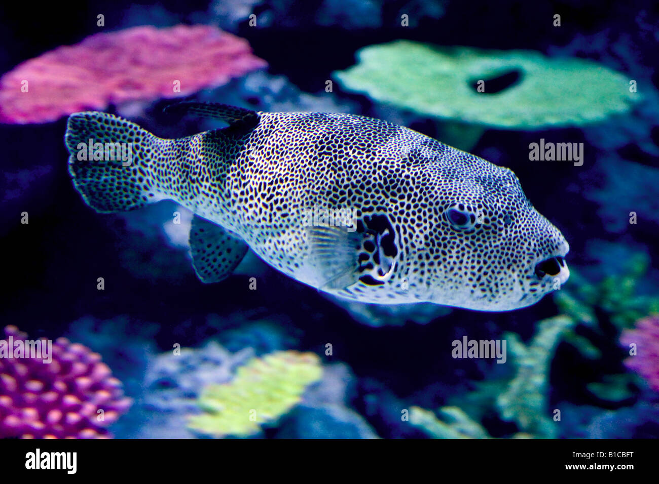 Spotted fish hi-res stock photography and images - Alamy