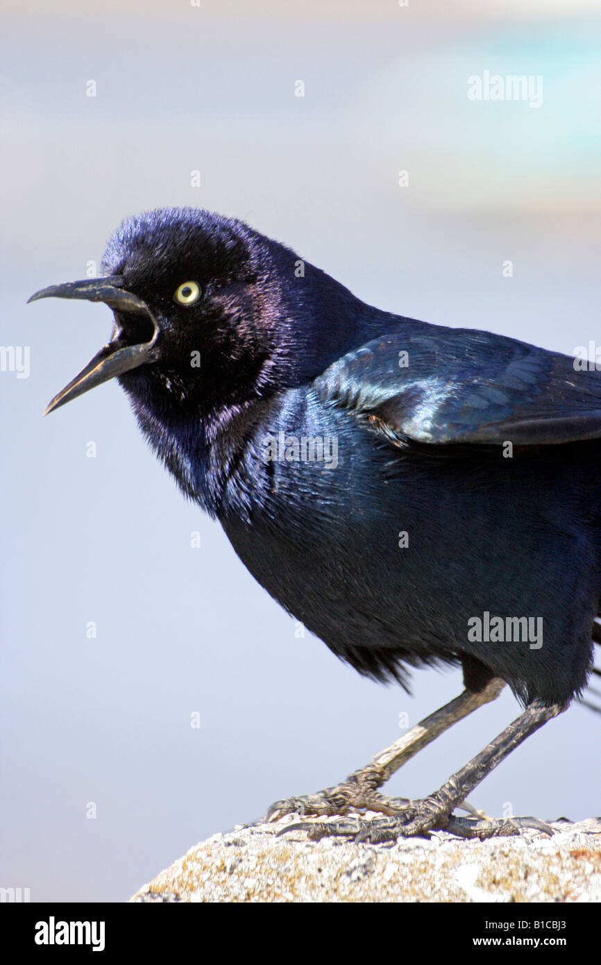 Common Grackle giving a harsh chackle Stock Photo - Alamy