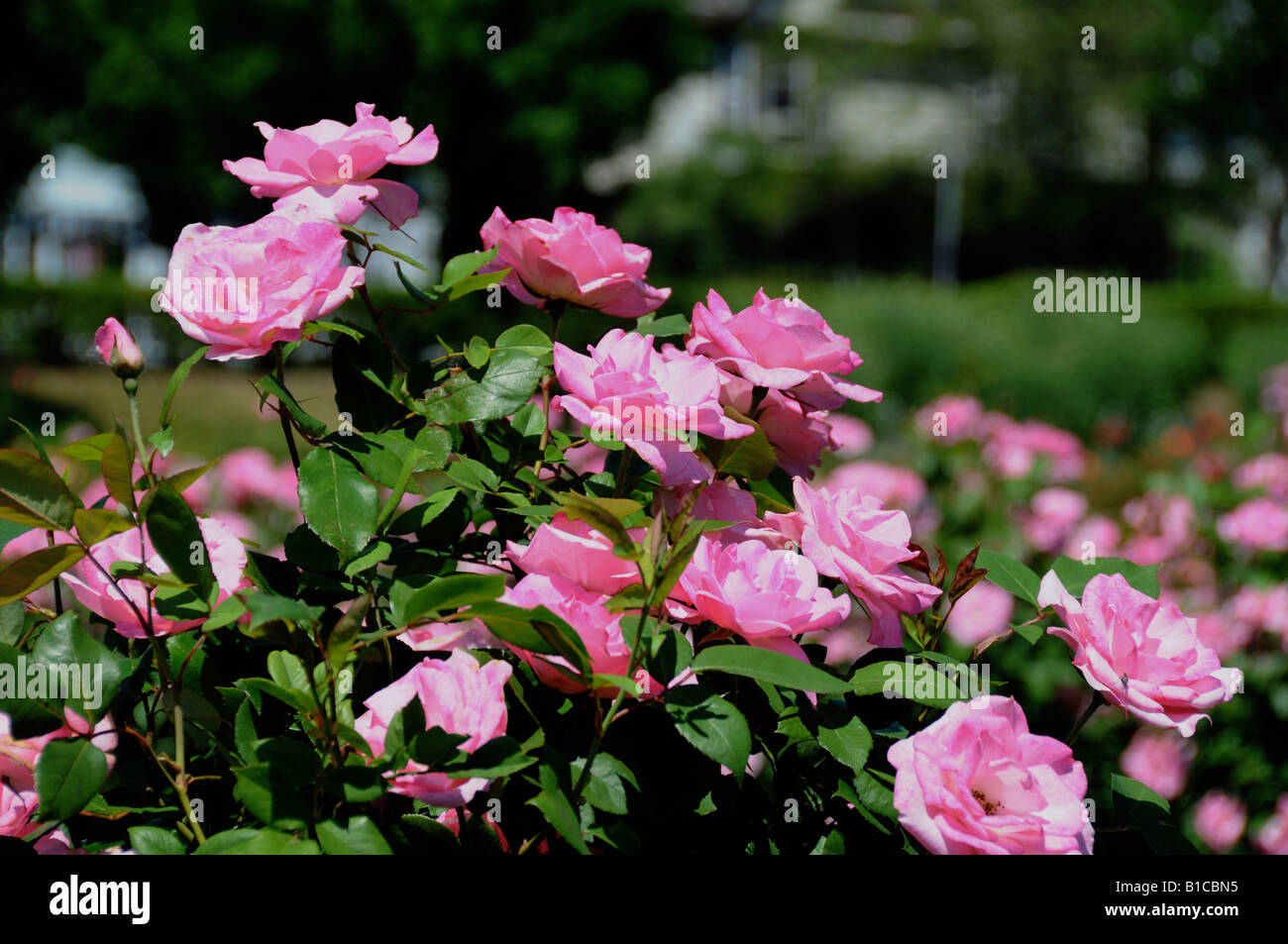 Pink roses in park Stock Photo - Alamy