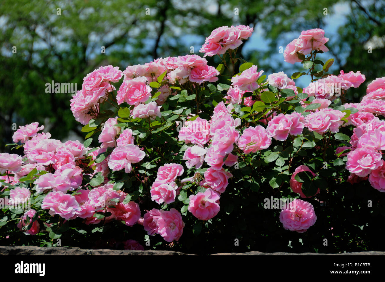 Pink roses in park Stock Photo - Alamy