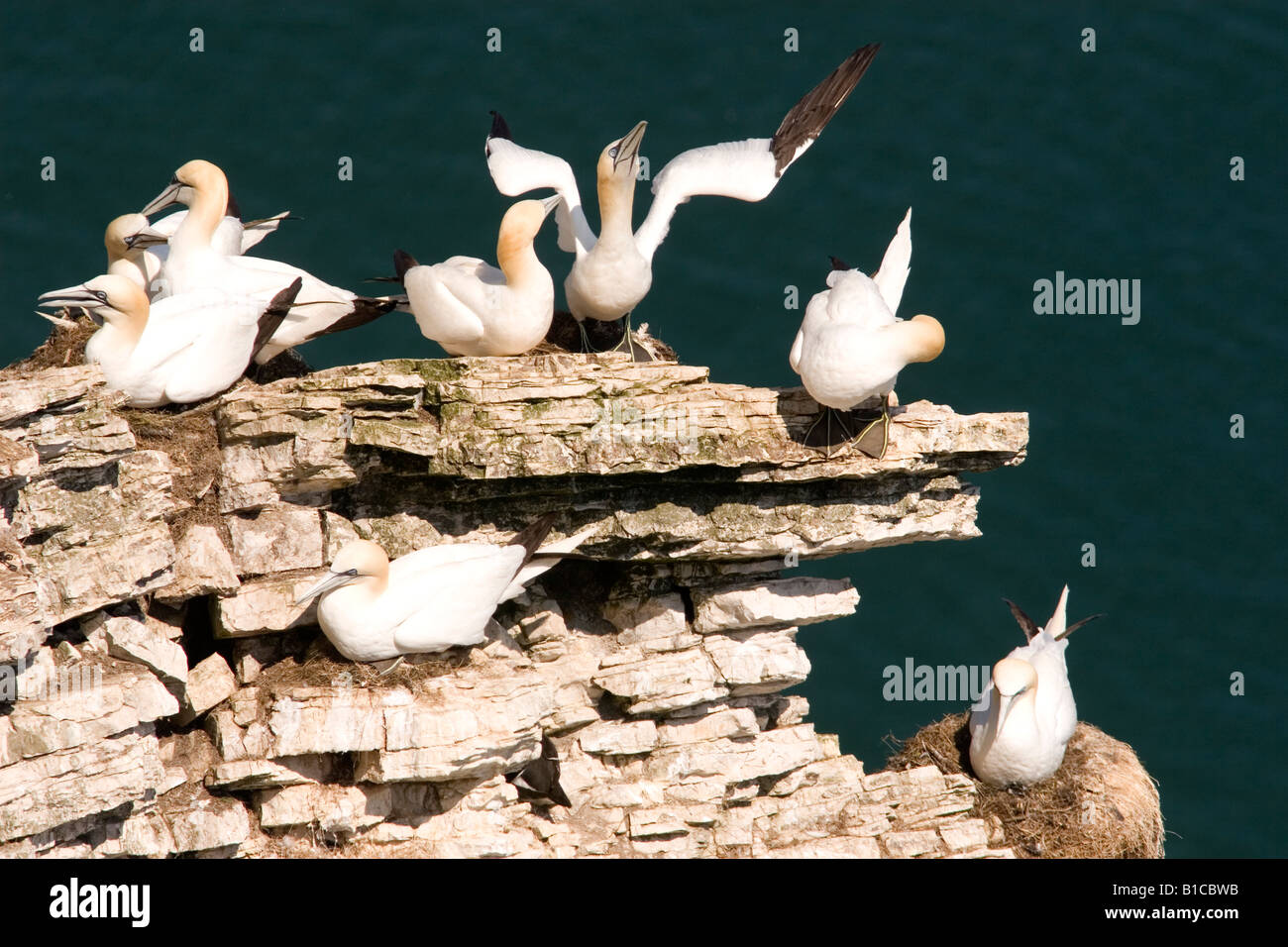 Gannet uk pair display hi-res stock photography and images - Alamy