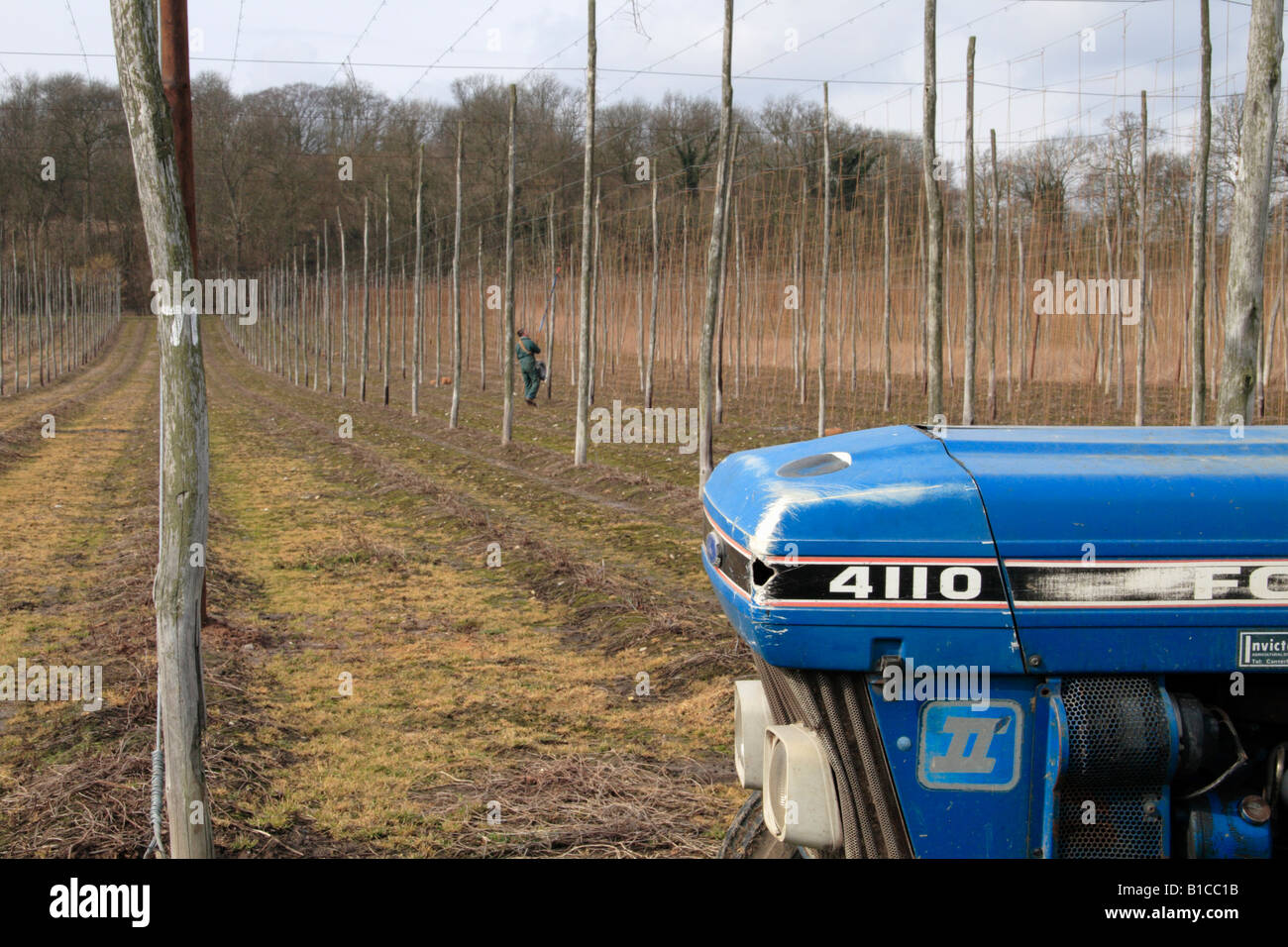 Stringing hops hi-res stock photography and images - Alamy
