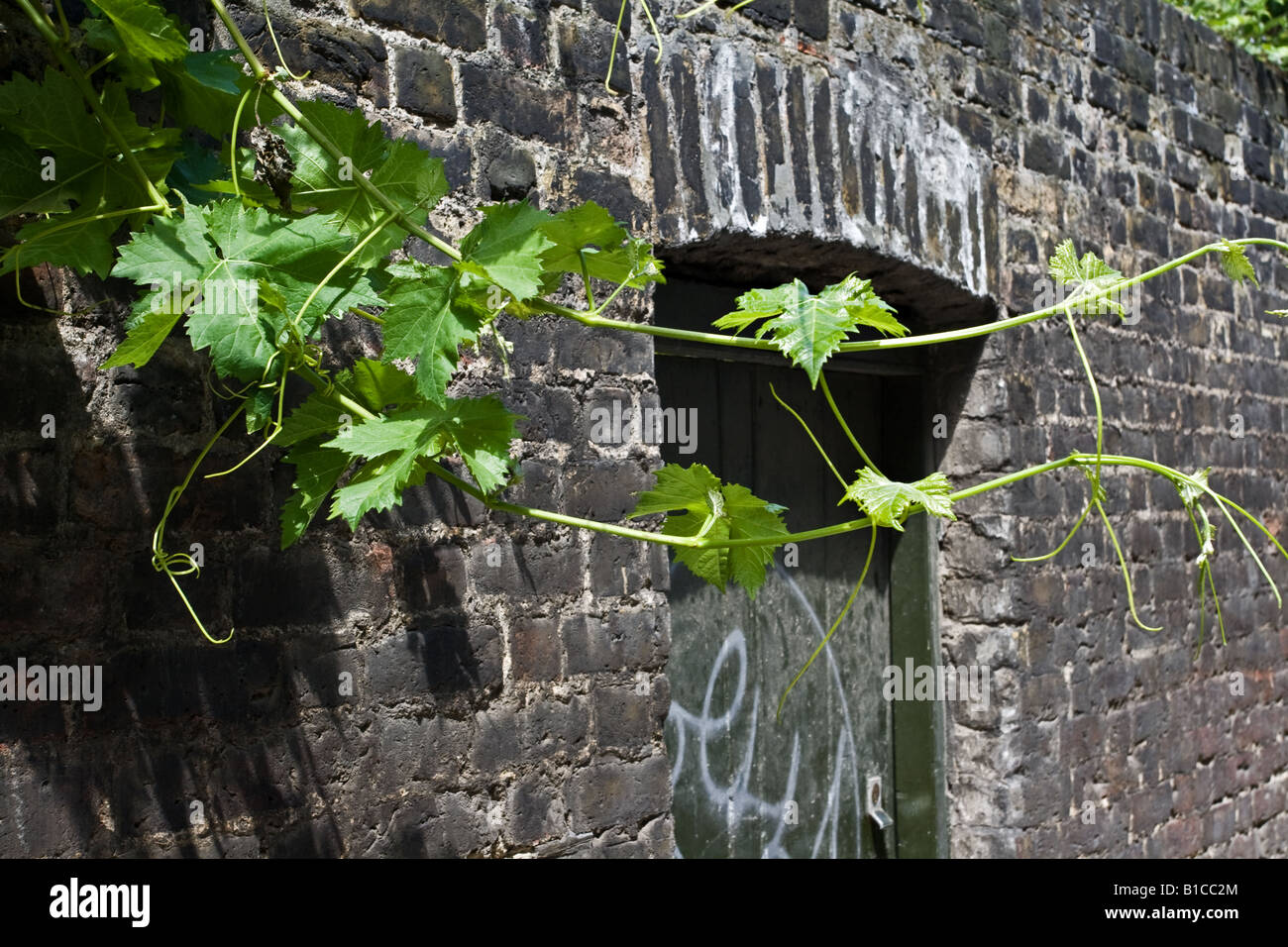 Green leaves and branch in front of old brick wall with door Stock ...