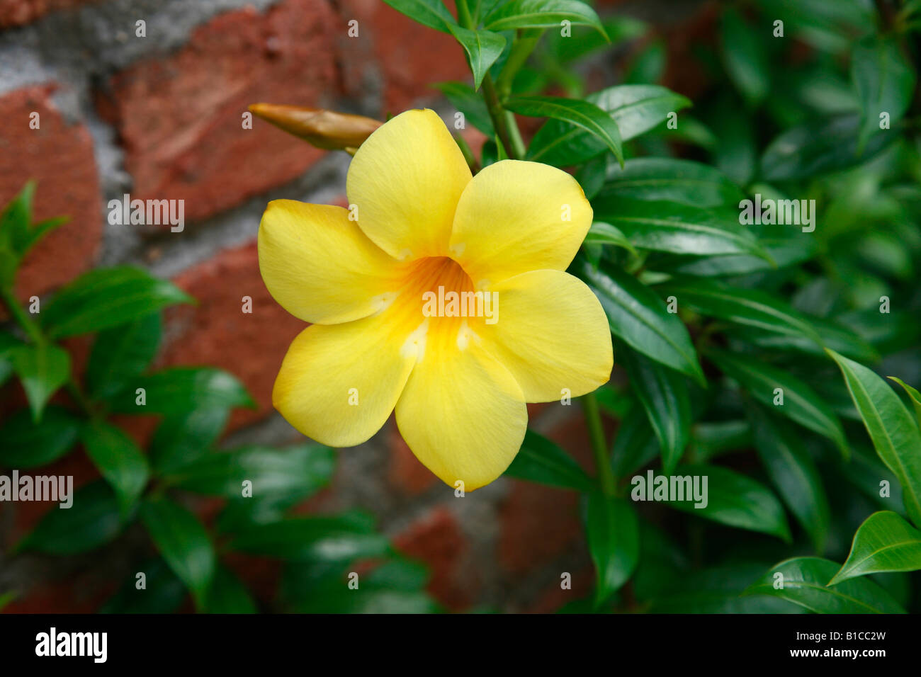 Alamanda hi-res stock photography and images - Alamy