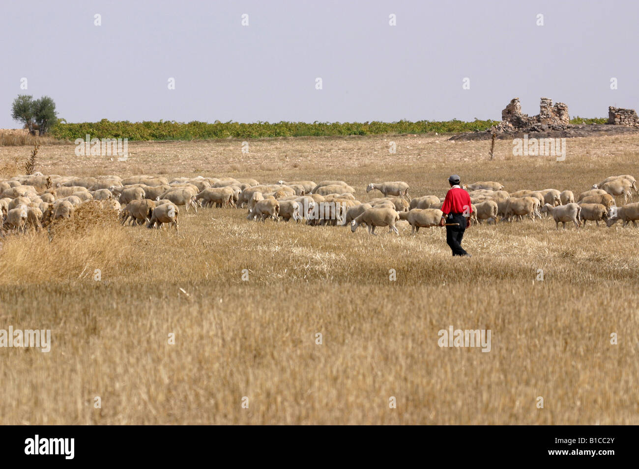 Shepherd in red with sheep in wheat corn field. Horizontal format Sheep ...