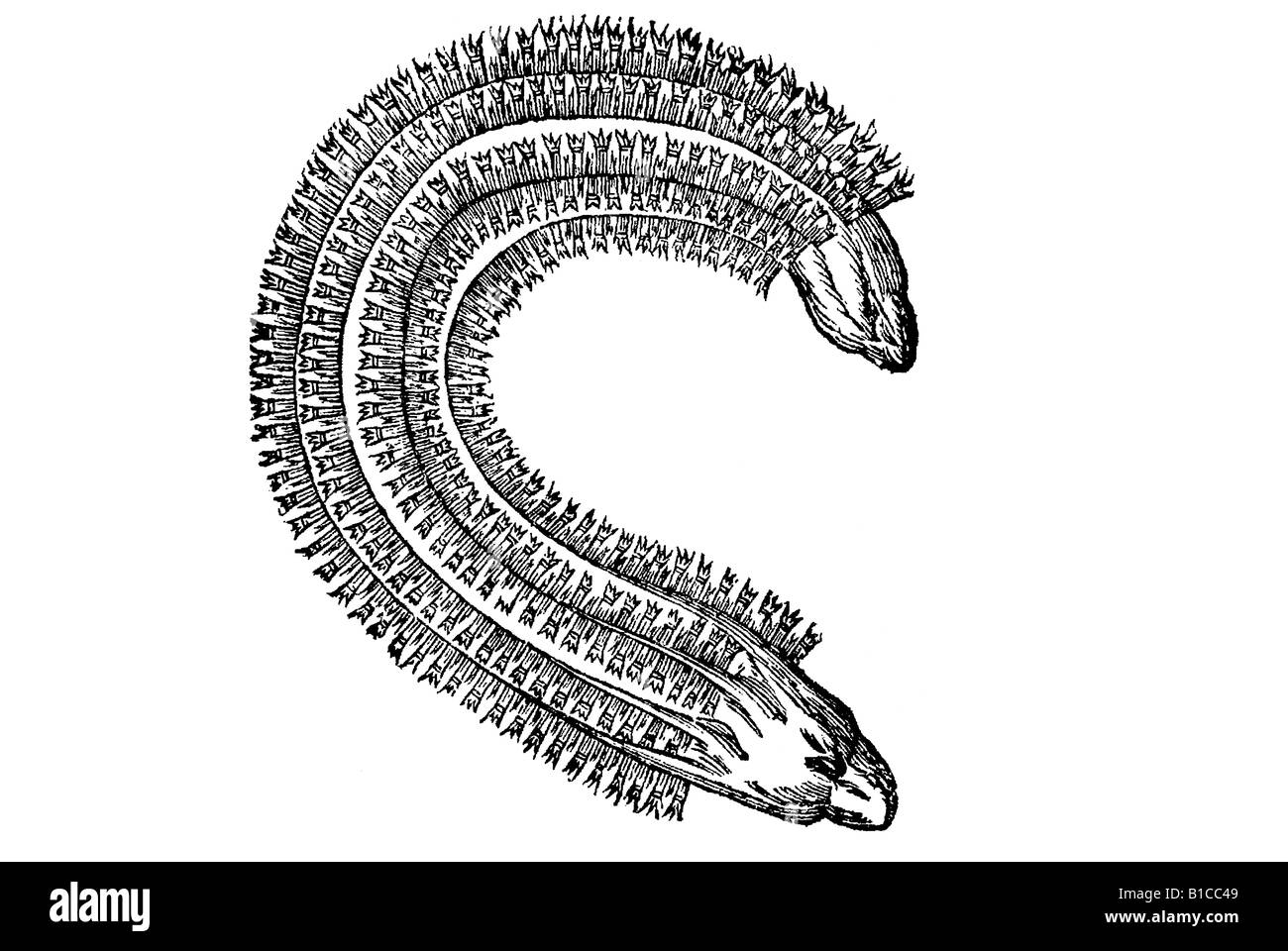 Renaissance tales hi-res stock photography and images - Alamy