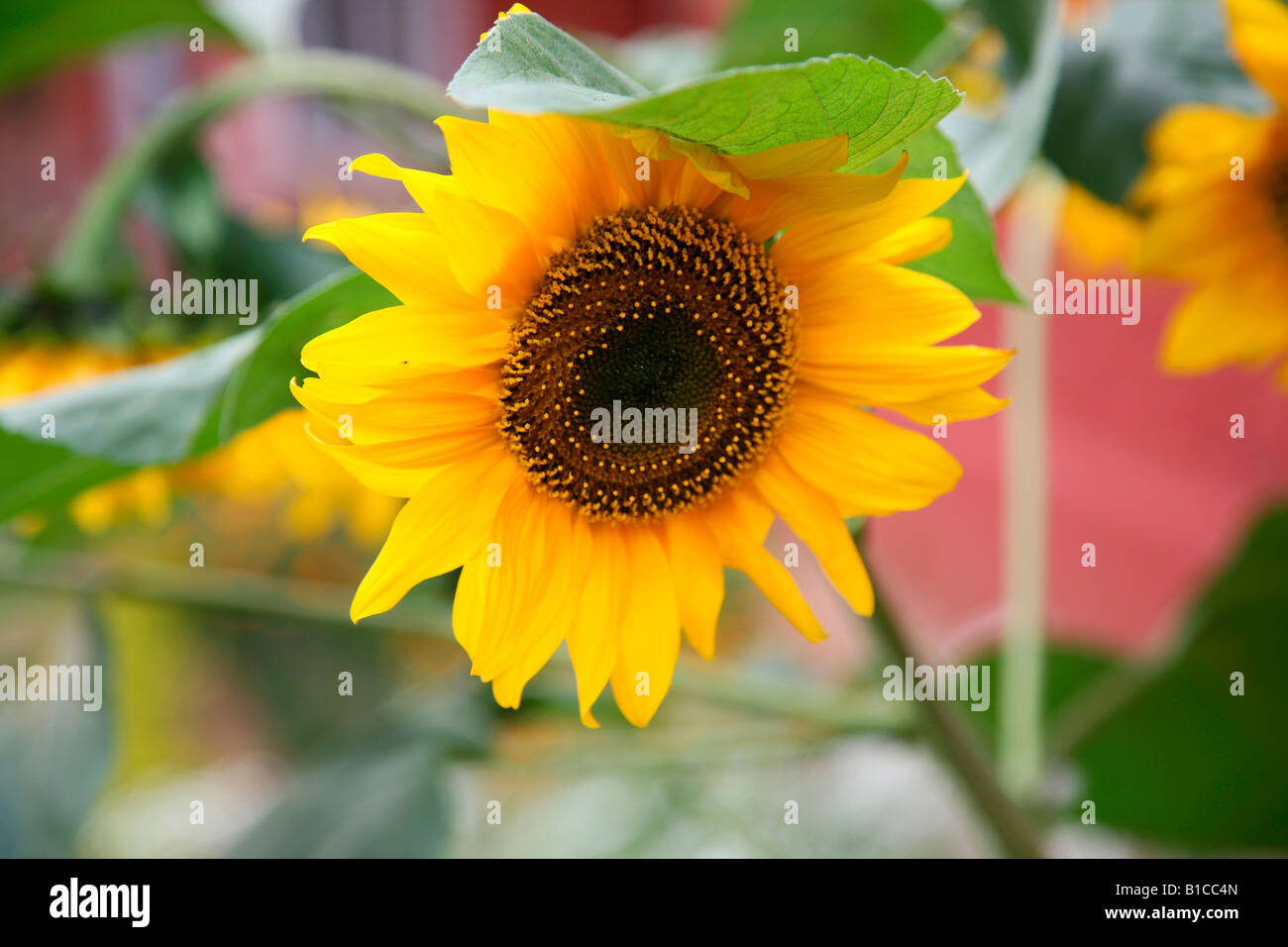 Sunflower middle pattern hi-res stock photography and images - Alamy