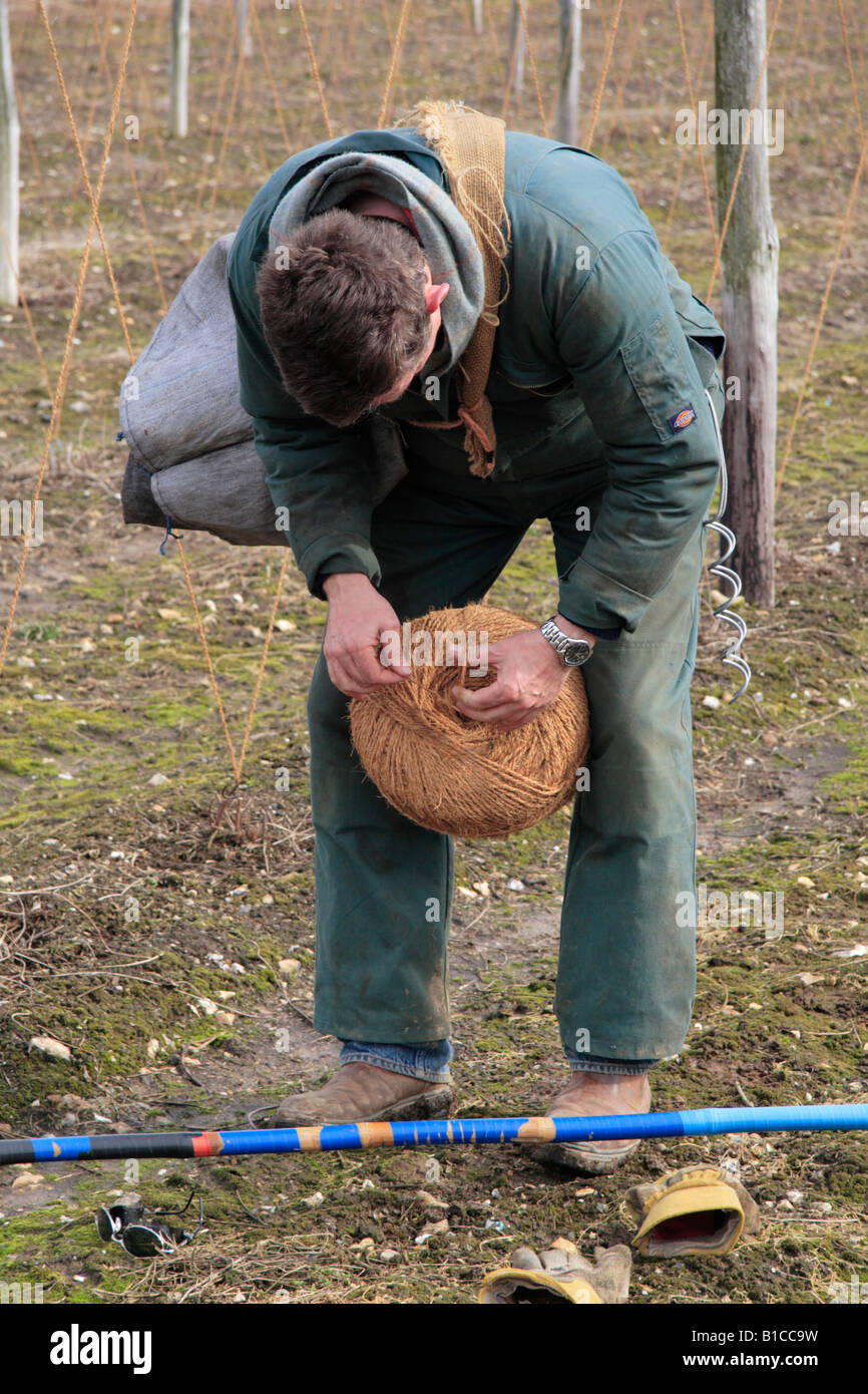 Stringing hops hi-res stock photography and images - Alamy