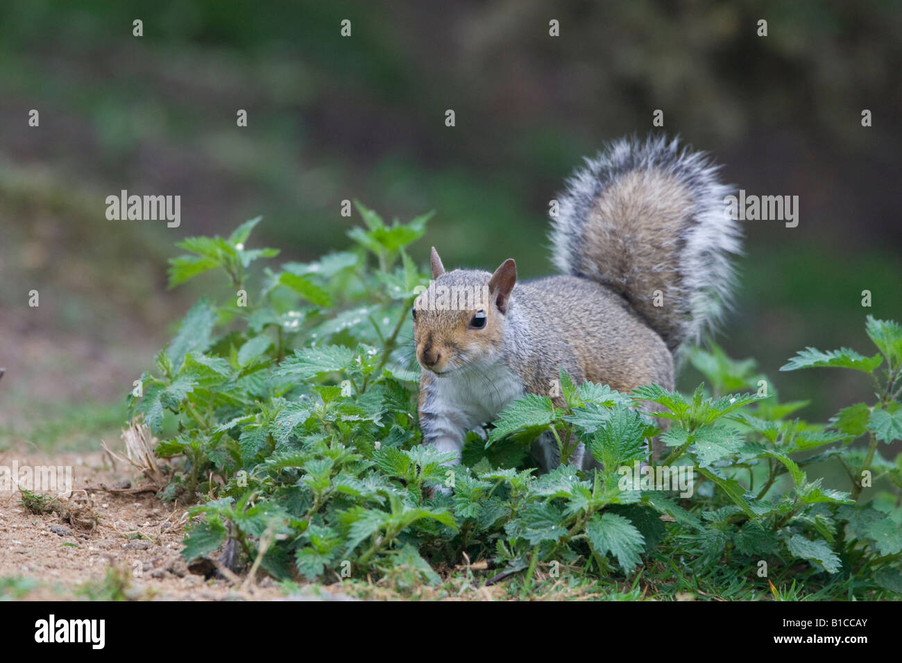 Nettlebed High Resolution Stock Photography and Images - Alamy